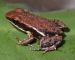 Epipedobates boulengeri