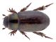 Eremazus unistriatus