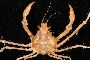 Euprognatha rastellifera
