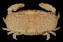 Favus granulatus