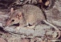 Antechinus bellus