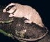 Family: Burramyidae (Pygmy Possums)