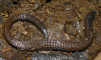 bachia flavescens unspecified