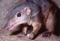 Crocidura floweri