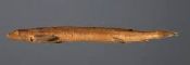 Forster's sand-fish