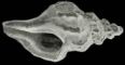 Fuegotrophon malvinarum
