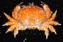 Gaillardiellus rueppelli