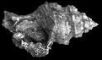 Gamurex ganensis