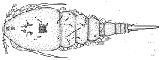 Gamidactylus piranhus