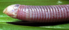 Geocalamus acutus