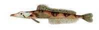 Gerlachea australis