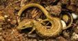 Gerrhonotus ophiurus
