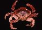 Glyptocarcinus politus
