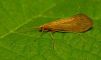 Glyphopsyche sequatchie