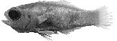 Grammatonotus ambiortus