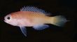 Grammatonotus laysanus
