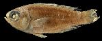 Grammatonotus roseus