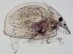 Graptoleberis testudinaria
