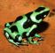 Dendrobates auratus