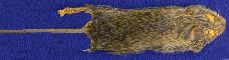 Sicista pseudonapaea