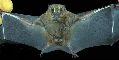 Artibeus hirsutus