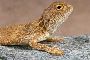 Agama hartmanni