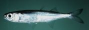 Atherinomorus insularum