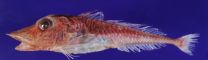 Heminodus philippinus