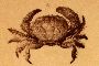 Heteractaea ceratopus