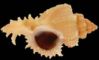 Homalocantha oxyacantha