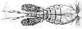 Hippomolgus furcifer