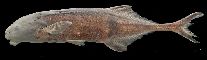 Hippopotamyrus paugyi