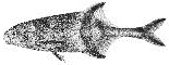 Hippopotamyrus pictus
