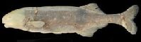 Hippopotamyrus longilateralis