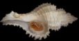 Houartiella alboranensis