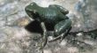 Hyloxalus aeruginosus