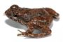 Colostethus fugax