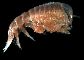 Hyperiella dilatata