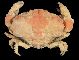 Hypocolpus haanii