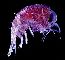 Hyperia macrocephala