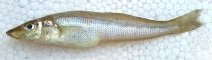 Sillago intermedius