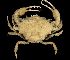 Iphiculus convexus