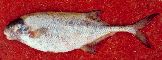 Ivindomyrus marchei