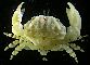 Juxtaxanthias tetraodon