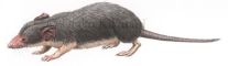 Large-eared Tenrec