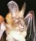 Nycteris grandis