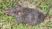 Large-eared Gymnure