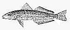 Sillaginops macrolepis