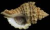 Lataxiena fimbriata