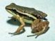 Colostethus fugax